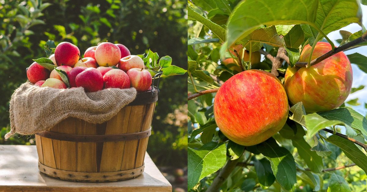 14 Local Orchards For Apple Picking This Fall - Jersey Shore InMotion